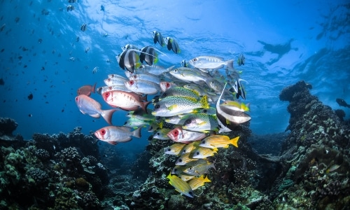 Marine Conservation Internships With Nonprofits Roots Interns