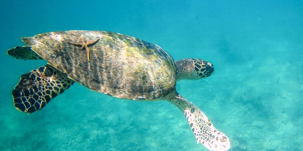 10 Best Gap Year Internships 2024 - Roots Interns