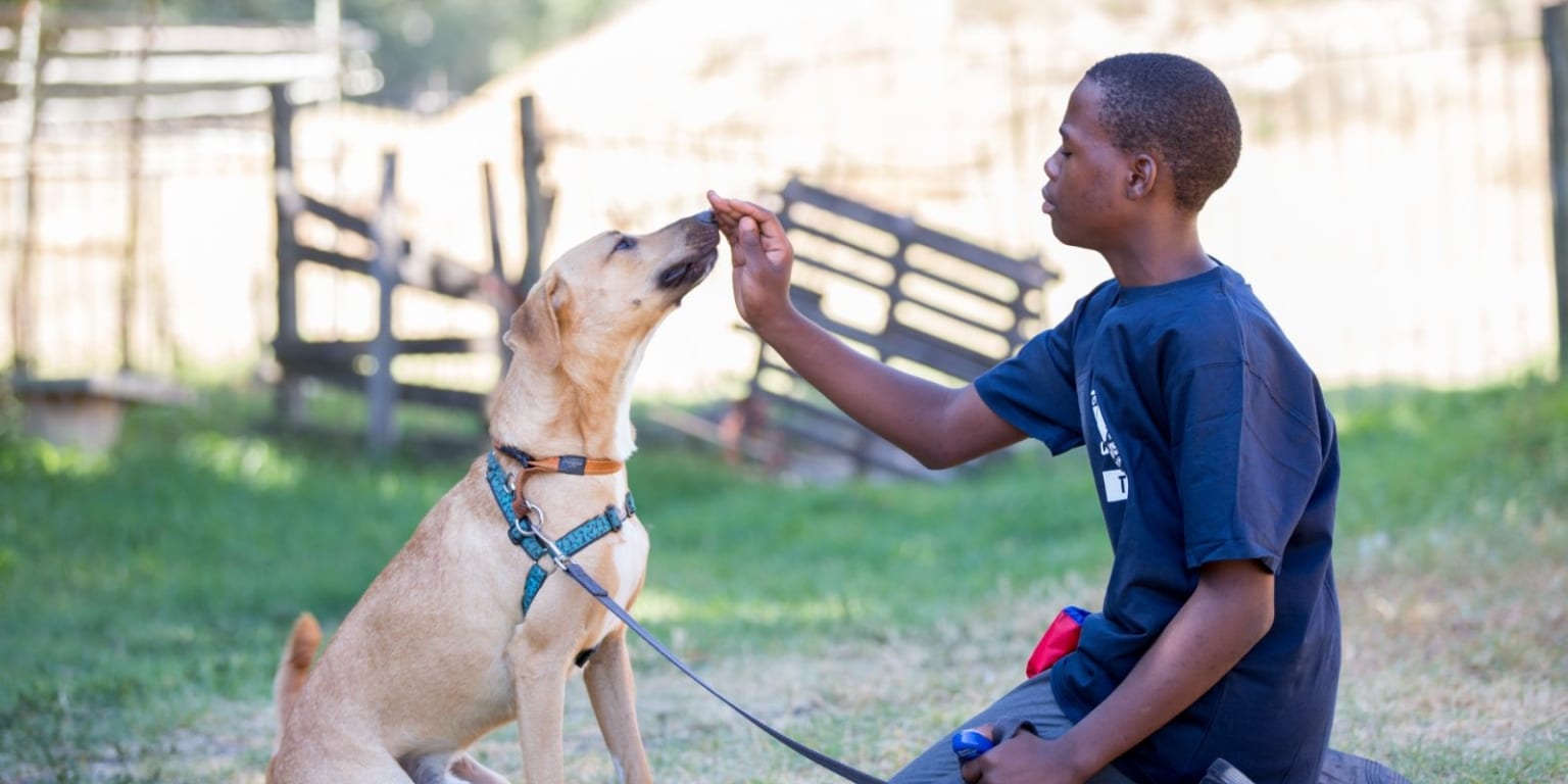 What is Animal Welfare & Why is it Important? - Roots Interns